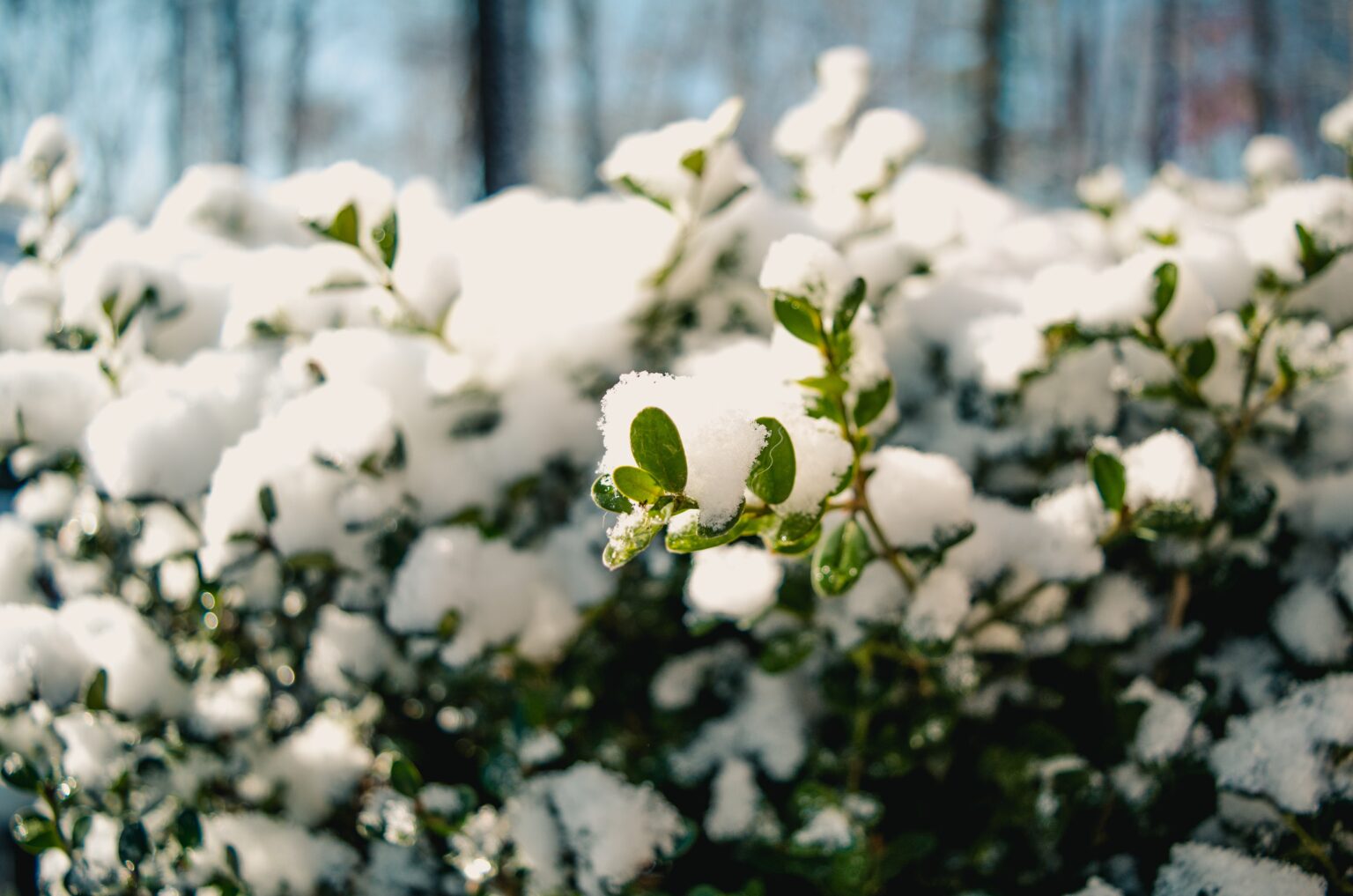 Cómo Cuidar Las Plantas En Invierno Centro De Jardinería Gorbeia